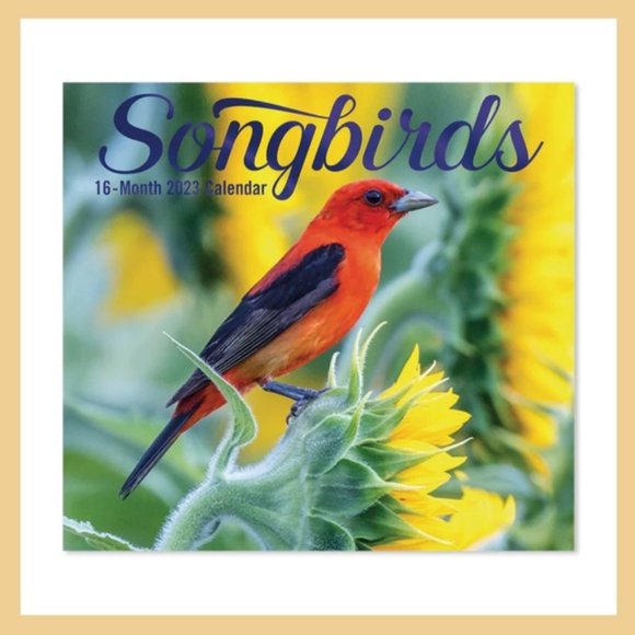 PaperCraft | Office | Calendar 223 Songbirds 6 Months Wall Calendar 12 ...